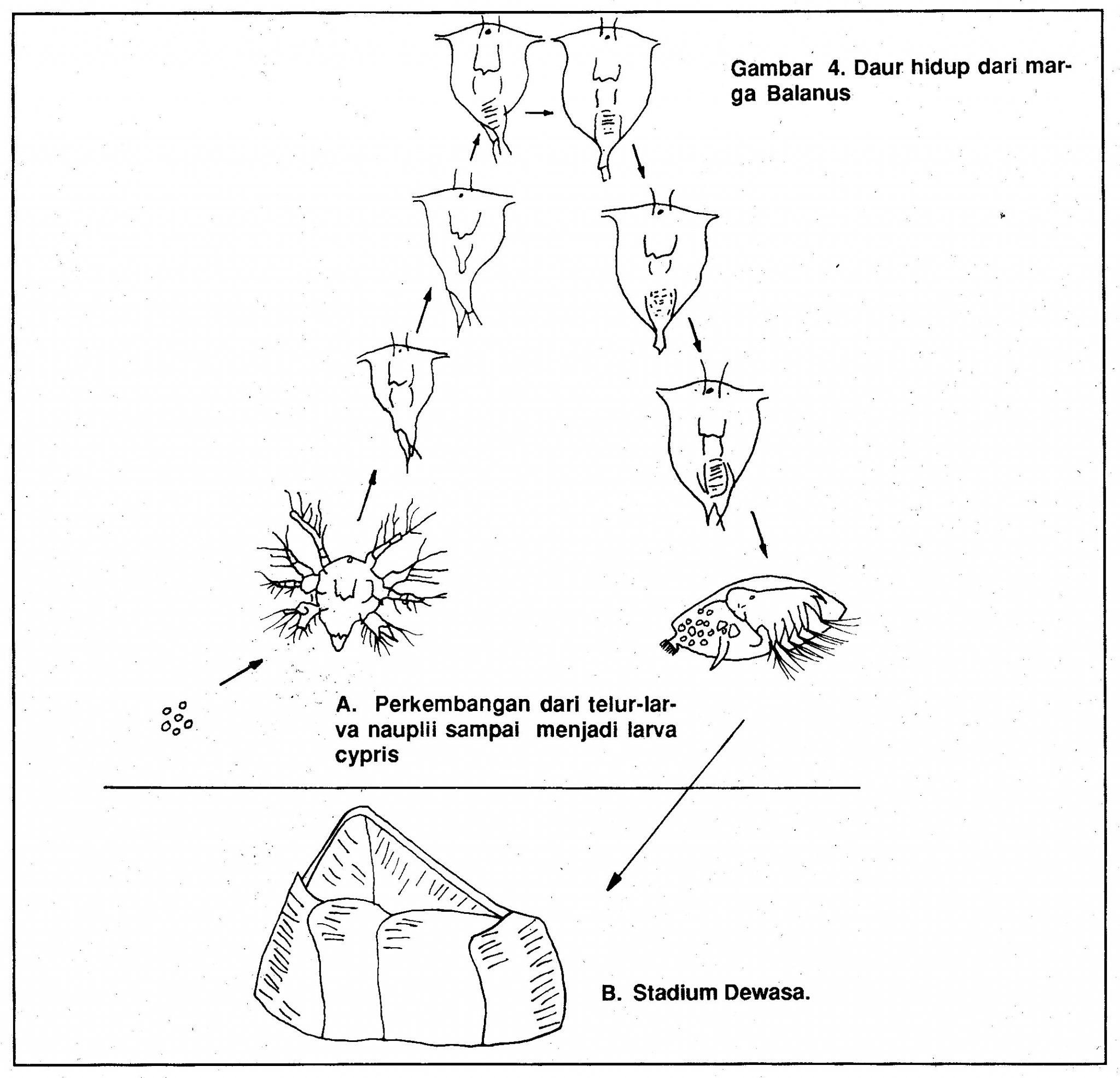 Teritip (Barnacle) Sang “Pengotor” di Laut – Rumah Pengetahuan – house ...